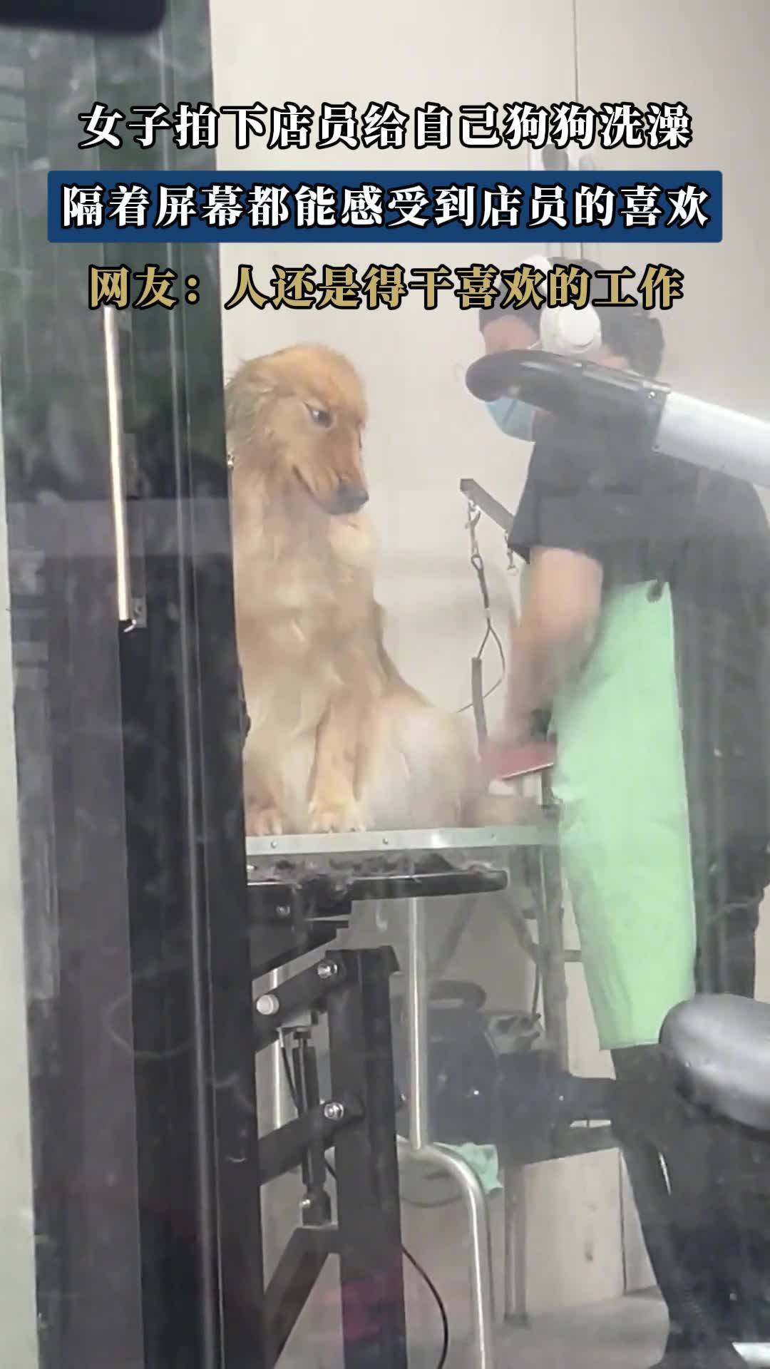 女子拍下店员给自己狗狗洗澡,隔着屏幕都能感受到店员的喜欢