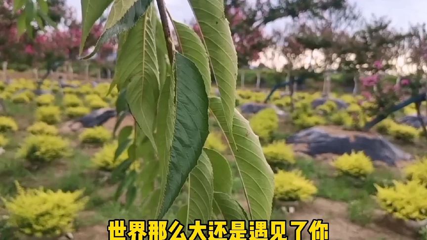 赏园林绿化种植,天很热,花草依旧