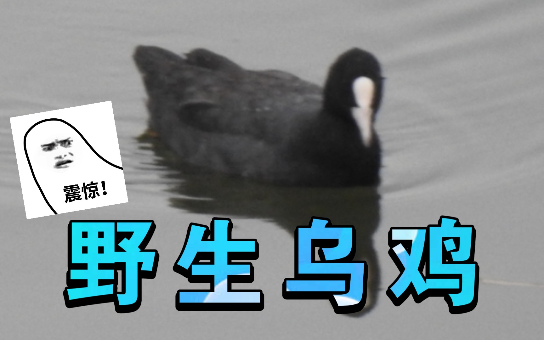 【观鸟】深圳洪湖公园出现草鹭和骨顶鸡啦