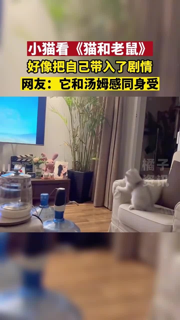 小猫咪沉浸观看《猫和老鼠》