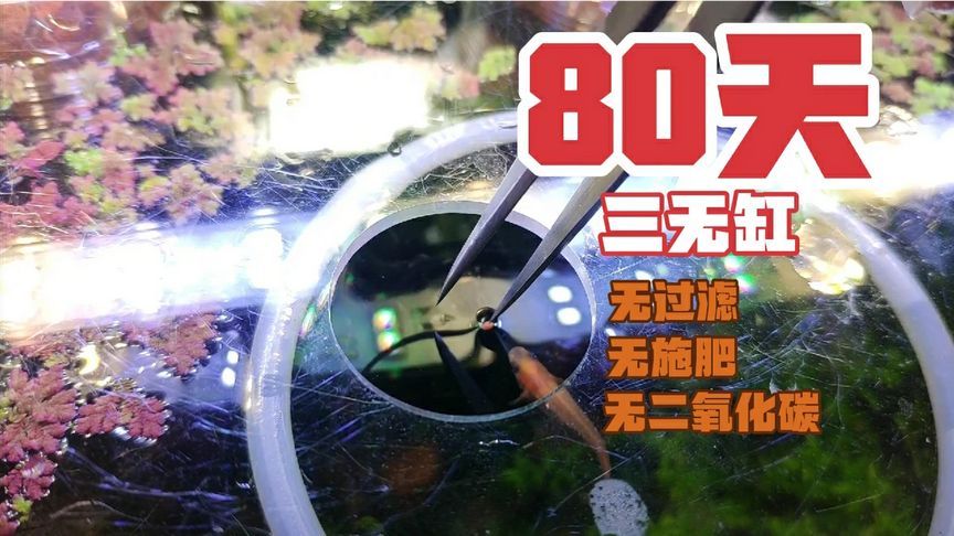 30cm鱼缸三无缸80天记录,新住户。无过滤,无液肥,无co2