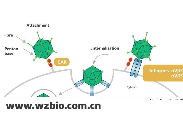 ...病毒包装服务】腺病毒包装的原理步骤与常见问题、腺病毒载体的...