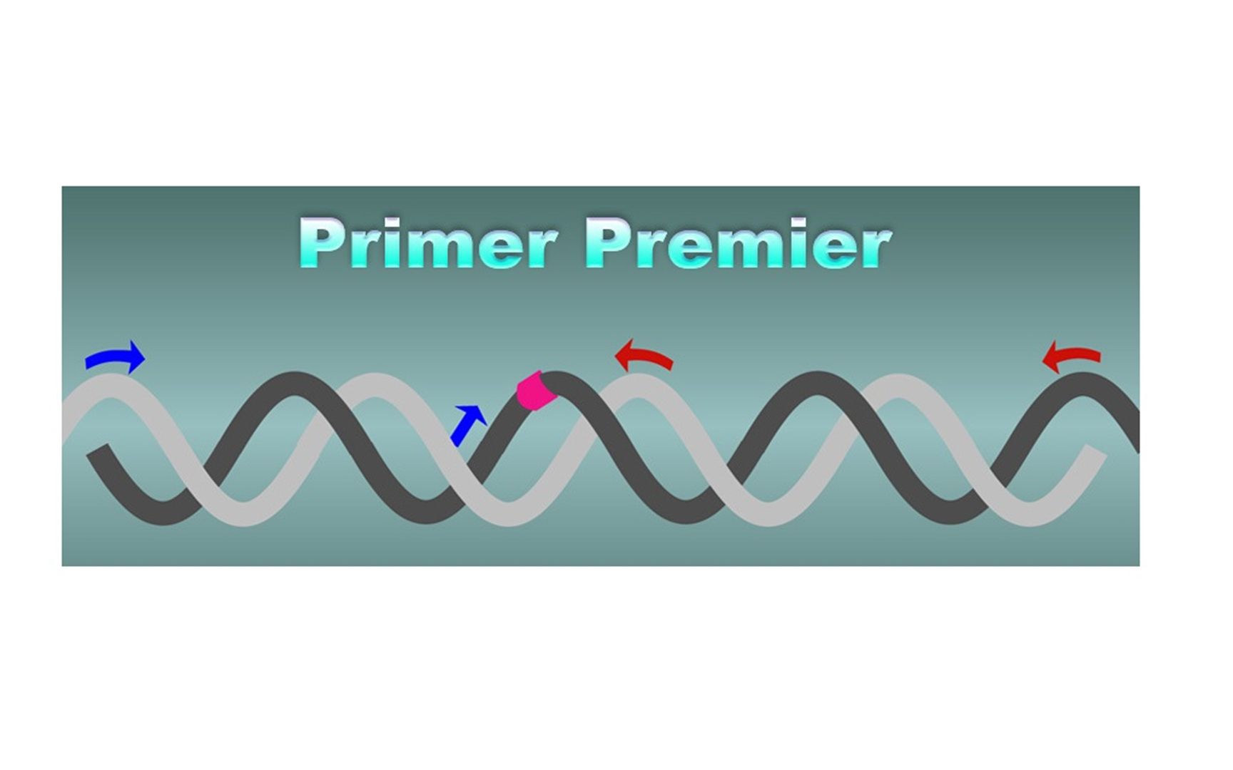 Primer Premier 6设计和分析PCR引物软件下载安装视频,全网最全面的