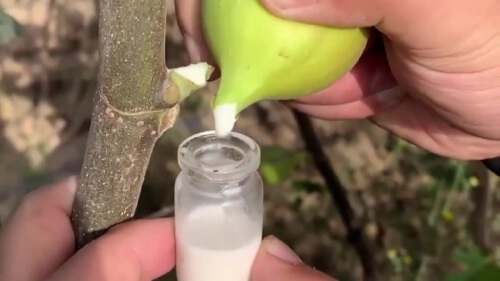 无花果汁液很珍贵,都能赶上人参了,你知道它的作用吗?