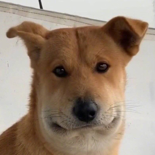 童心未泯的馋嘴大叔 