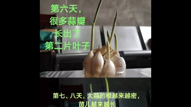 完成一下妹妹的大蒜生长观察日记,顺便感慨一下最近秃的厉害!