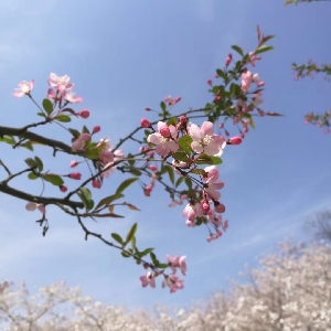 SakuraAmazing 