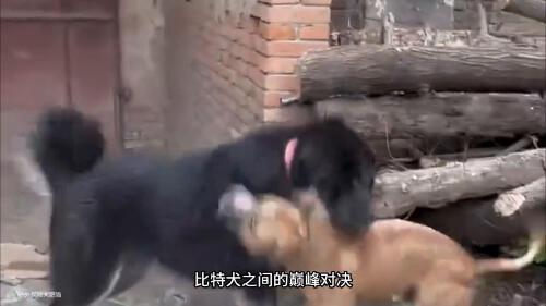 比特犬和藏獒的巅峰对决,到底谁会更胜一筹