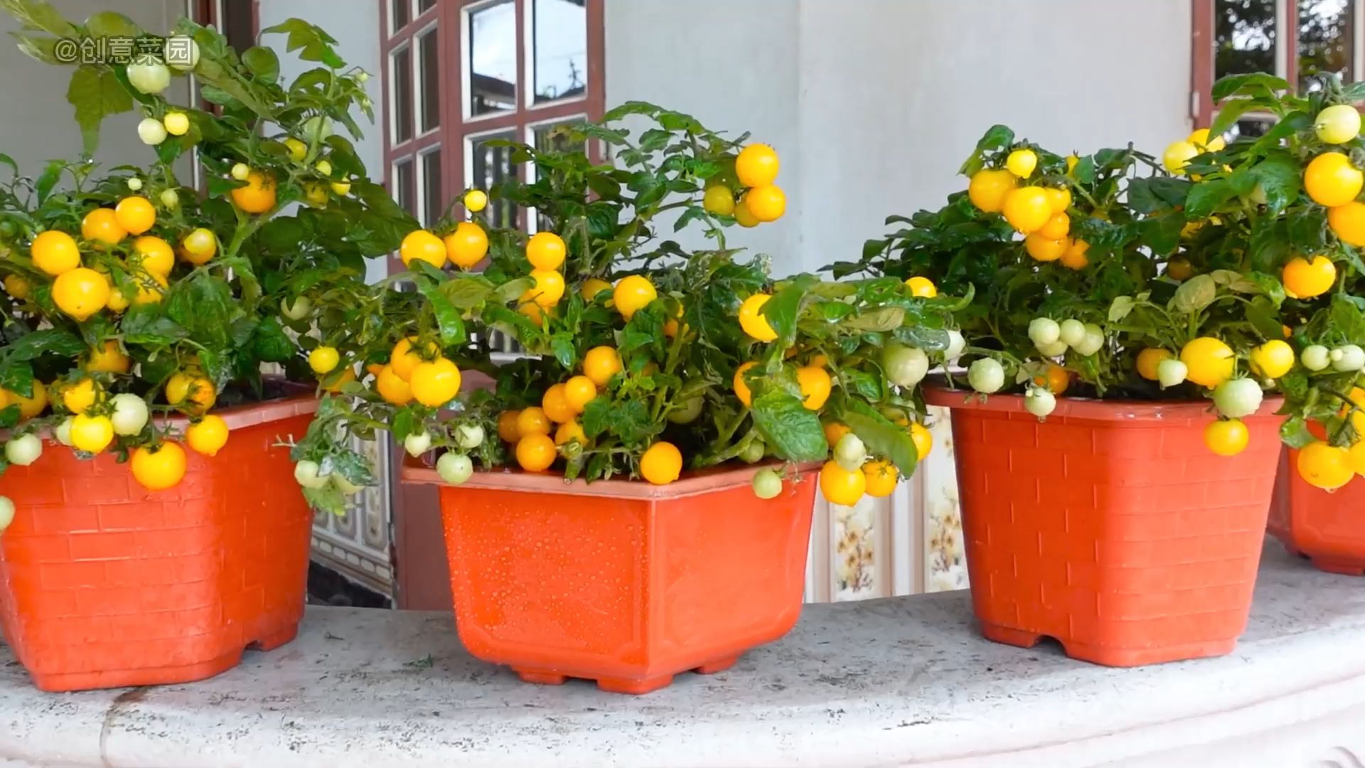 教你用花盆在家种植矮生小番茄,方法简单易学,好看又好吃