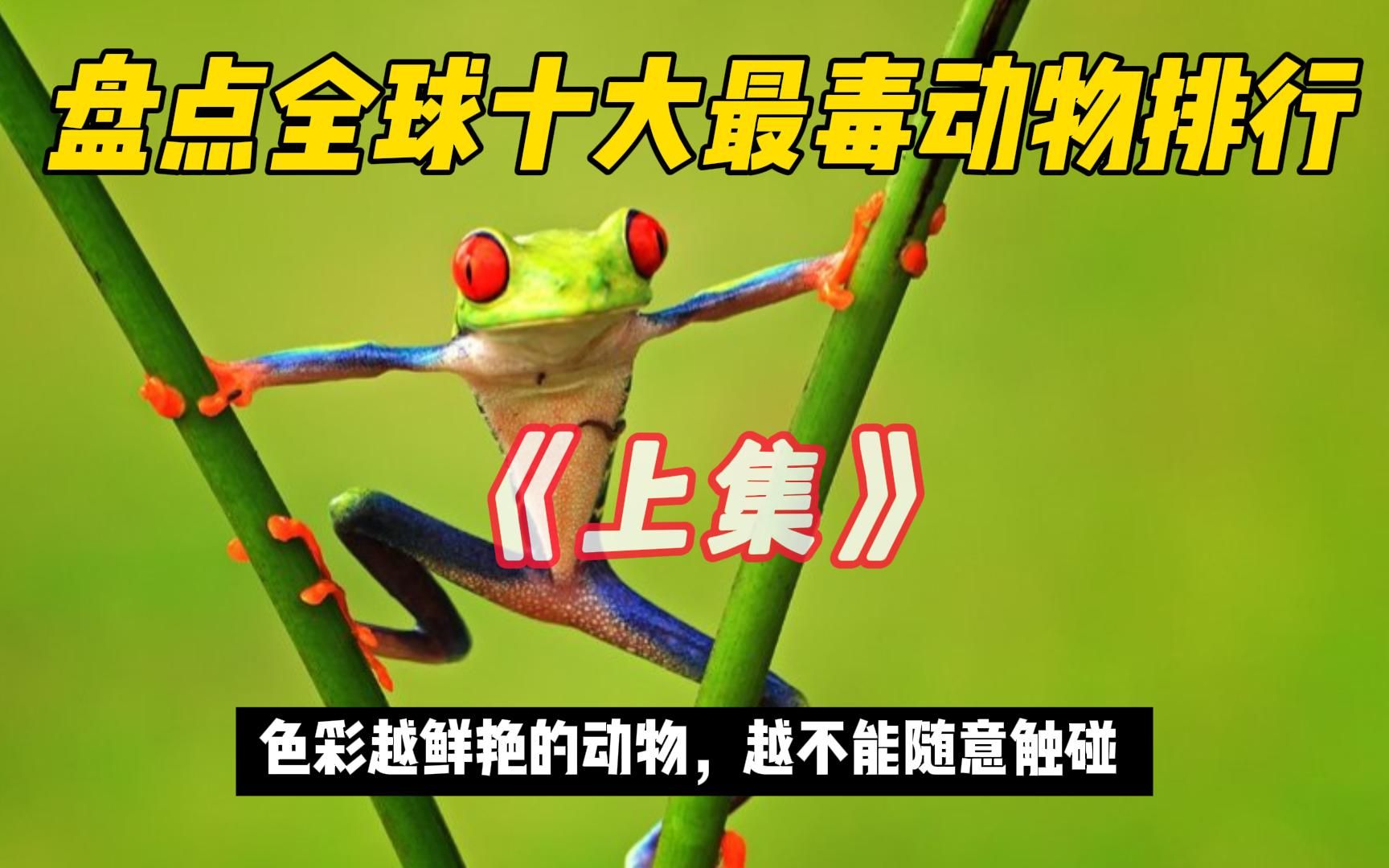 盘点全球十大毒性最强动物上集,色彩越鲜艳越危险,千万别随意触碰!