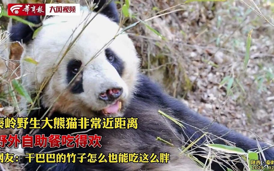 【丫丫的祖传皮肤病来自哪里?来自野外吗(跳着看到最后)】1.已经确认...