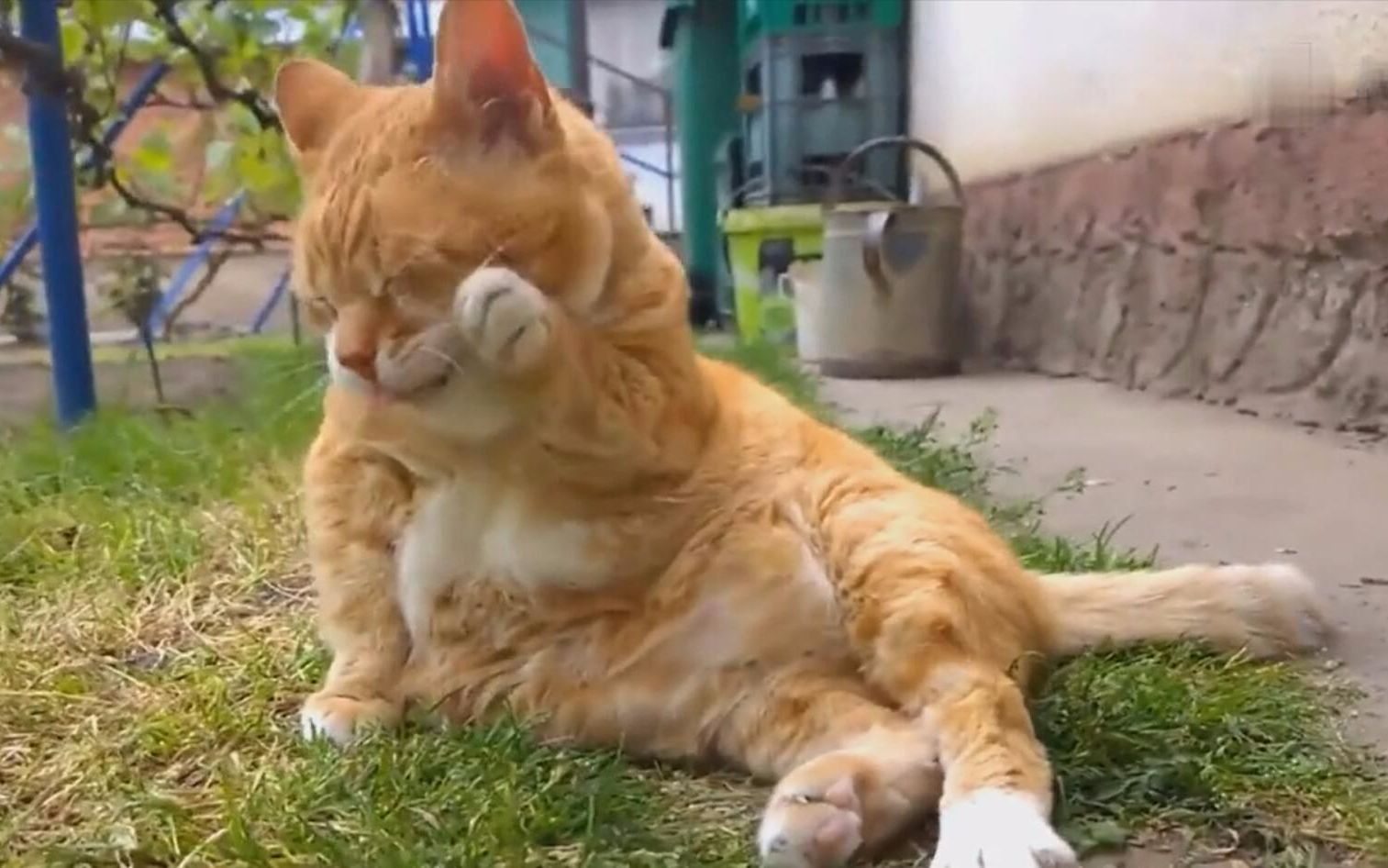 猫咪表现出这些动作就代表它现在很开心,铲屎官就可以放心的摸它啦!
