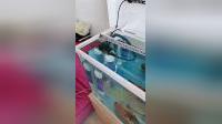 老兵水族过滤盒鱼缸测量内径教程