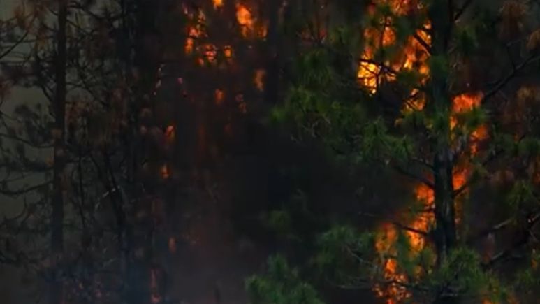 森林火灾有多可怕?这“三兄弟”劣迹斑斑!