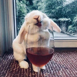 克隆狼多莉 