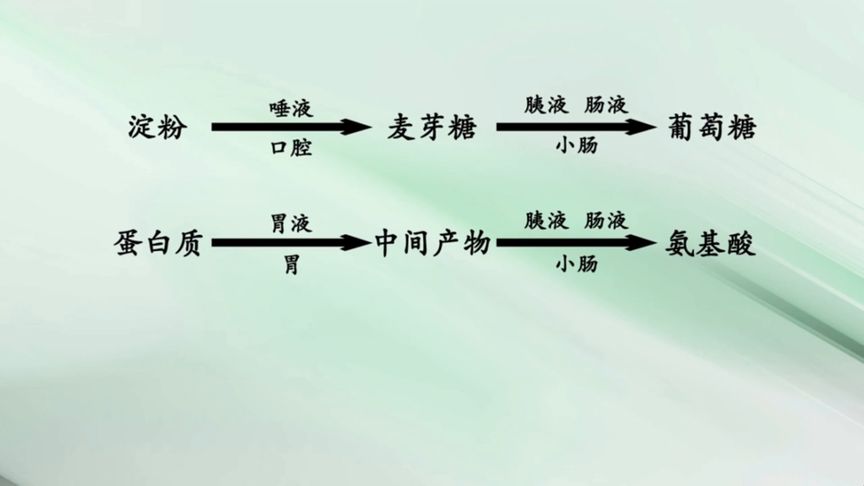 食物的消化和吸收,让你很清楚的明白食物是如何变没的
