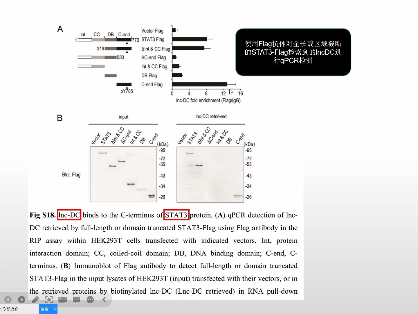 RNA pull down案例解读
