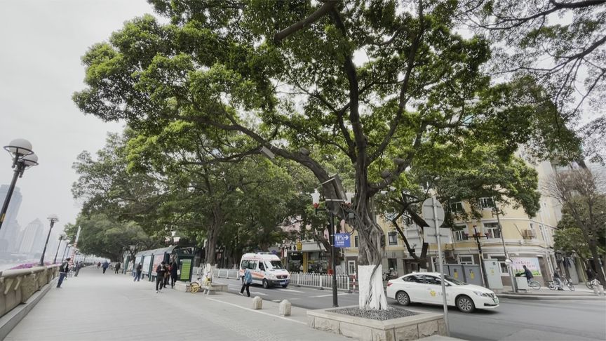 不要动!绿化!保护广州大榕树 广州最严绿化管理规定出台