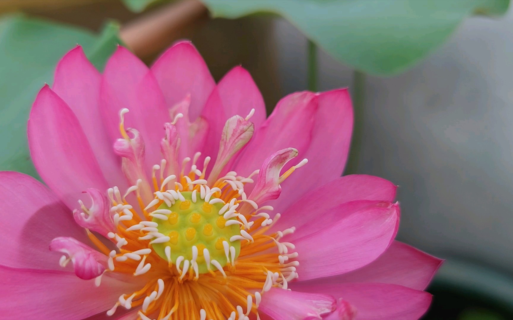 记录一下2022年的小荷花成长过程