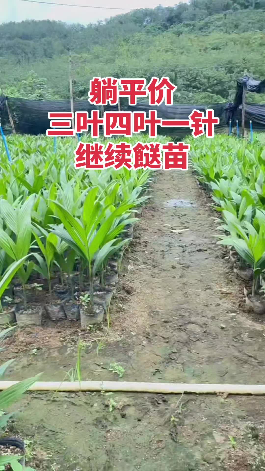 ...计划2025 #优质种苗 #种苗基地 #种植小技巧 #农业种植致富项目