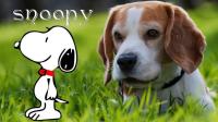 世界名犬, 10大伴侣犬品种排行榜