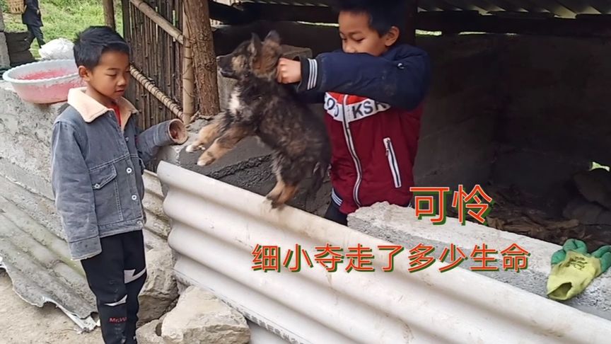 一天死去那么多狗,细小病毒我却无法医治,想想自己好没用