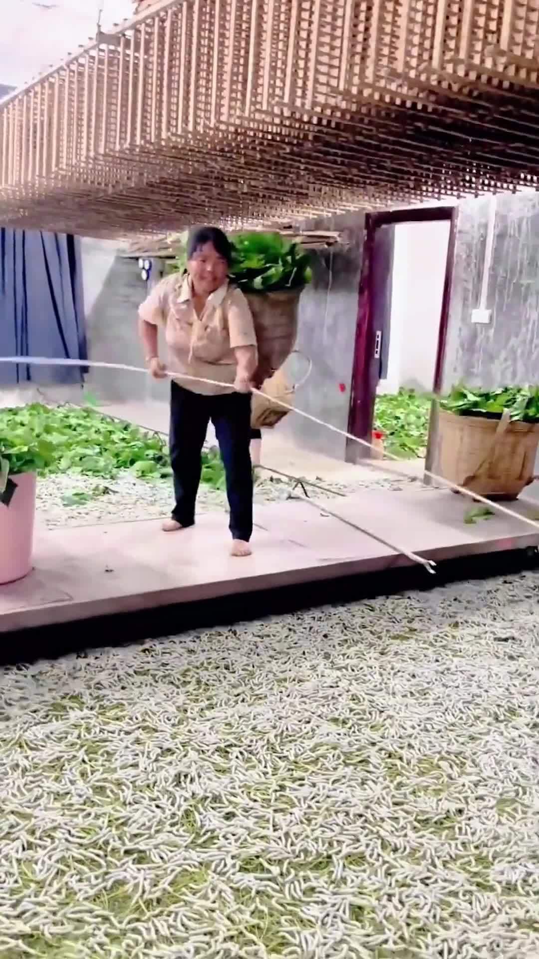 你小时候养过蚕吗? 农村生活 养蚕