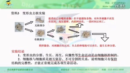 必修1第二单元细胞的结构与物质跨膜运输第四讲细胞核-系统的控制中心
