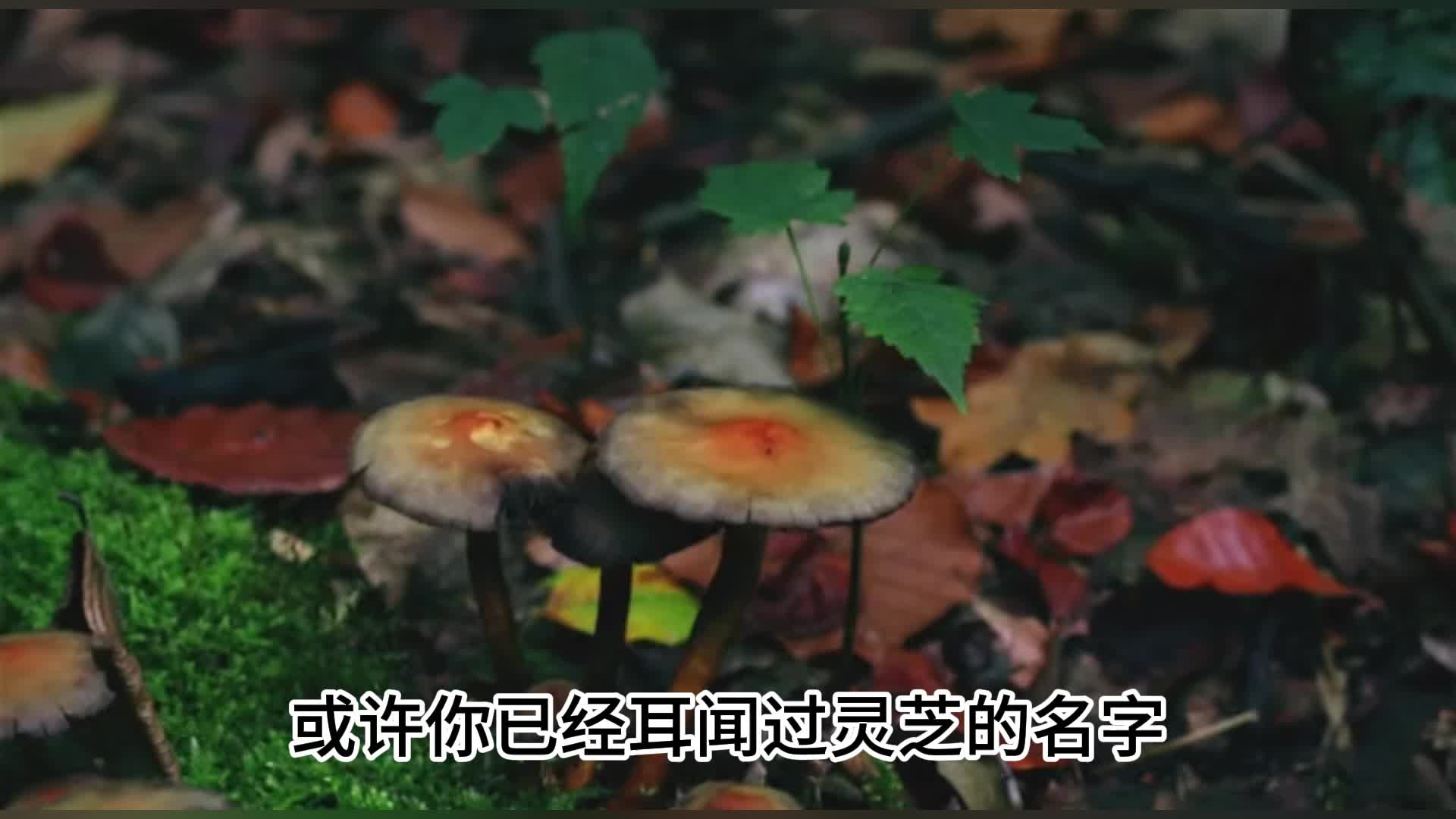 灵芝孢子的功效作用,灵芝孢子粉都有哪些主治功效