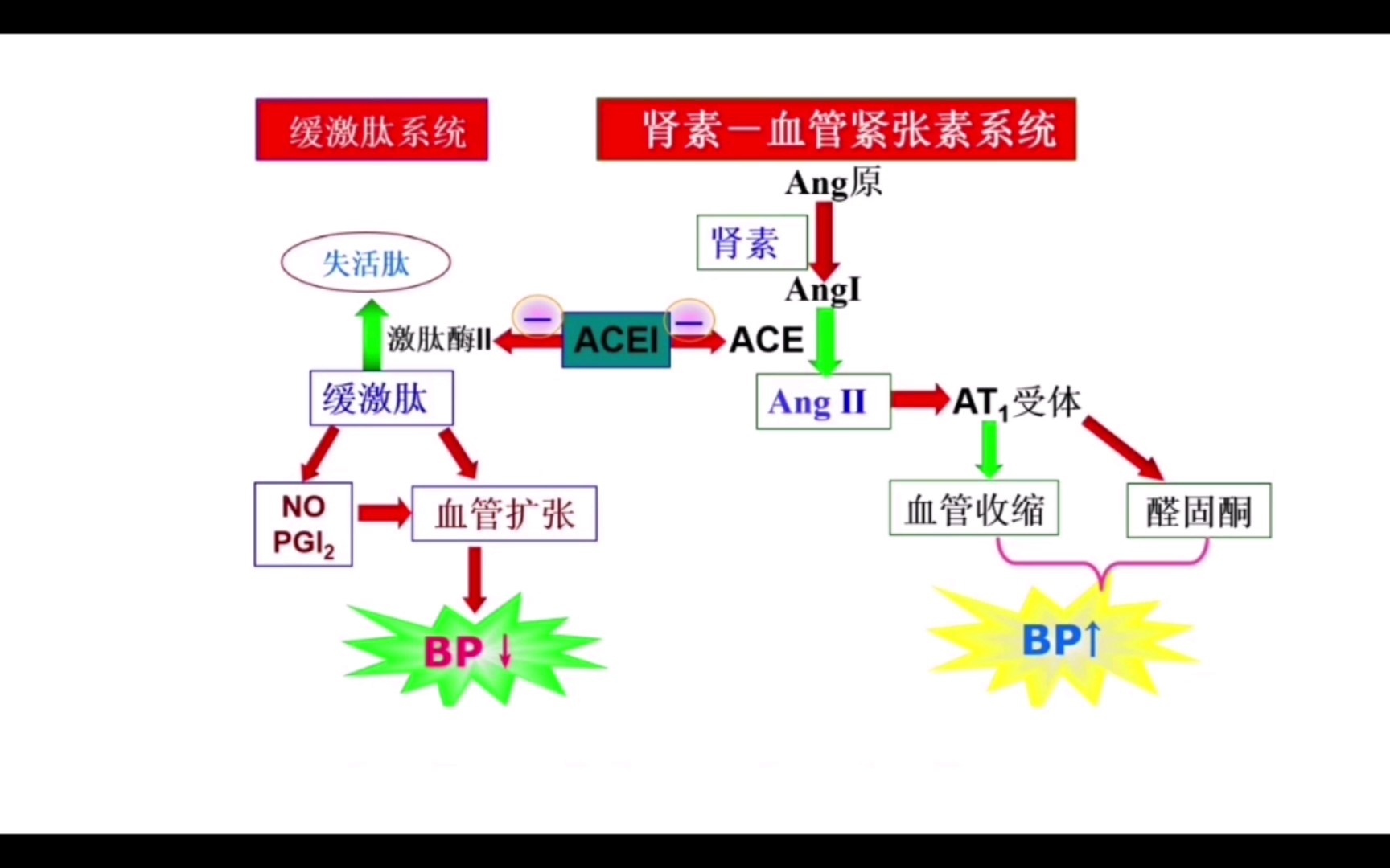 【药理学】血管紧张素转换酶抑制药(ACEI)降压作用机制