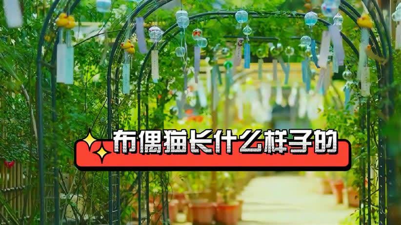 布偶猫长什么样子?来看看什么才叫仙女猫吧