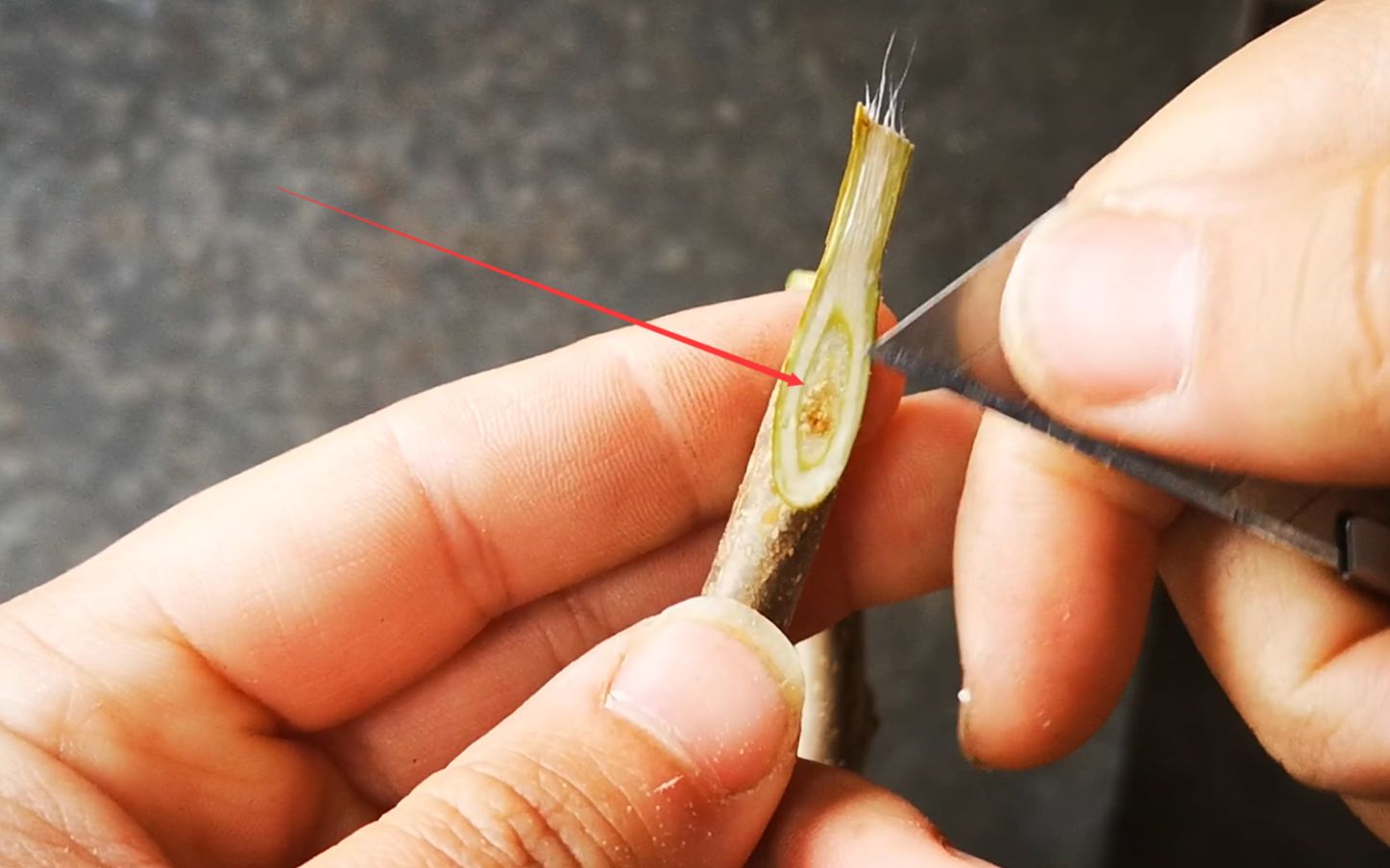 嫁接时为什么要伤一点木质部?这样做有什么好处呢?一起了解一下