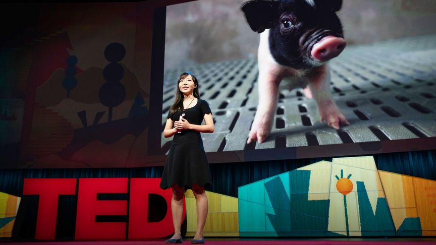 十年内实现移植猪的器官到人类身上!真的靠谱吗?