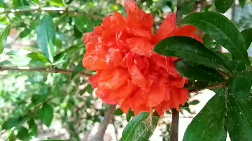 我家小院里柿子树、枣树都开花了,今年可以吃到自家种植的果实了