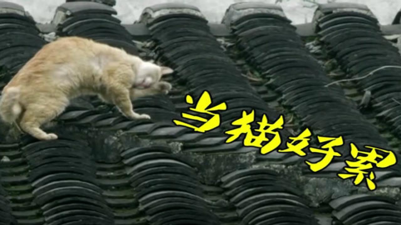 古人为了看时间有多努力?猫咪计时法了解一下