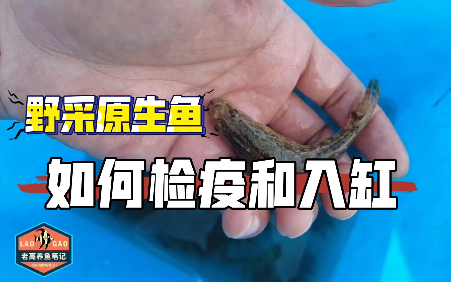 野采原生鱼,如何检疫和入缸,新鱼水霉病的防治,中国斗鱼,原生虾虎鱼,...