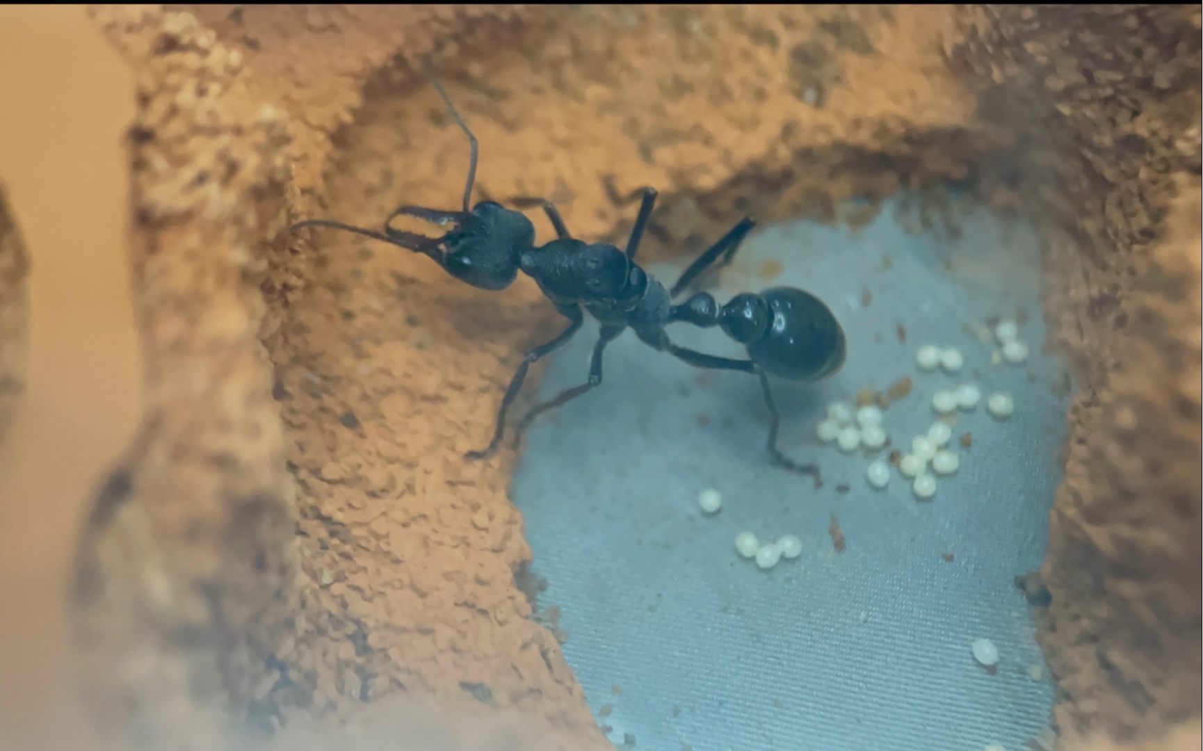 【黑梨牛蚁、梨形牛蚁的第120天】7天下了24个蛋舒服,