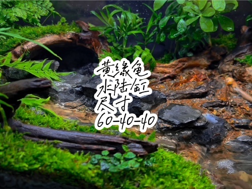 定制黄缘龟龟缸制作视频