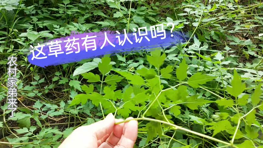 农村这草药已经很少见了,想知道它的功效与作用吗?进来我告诉你