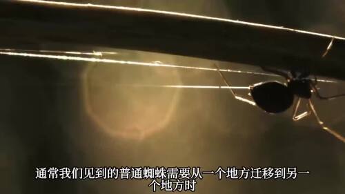 蜘蛛竟能飞?揭秘无翼生物高空滑翔的惊人秘密!