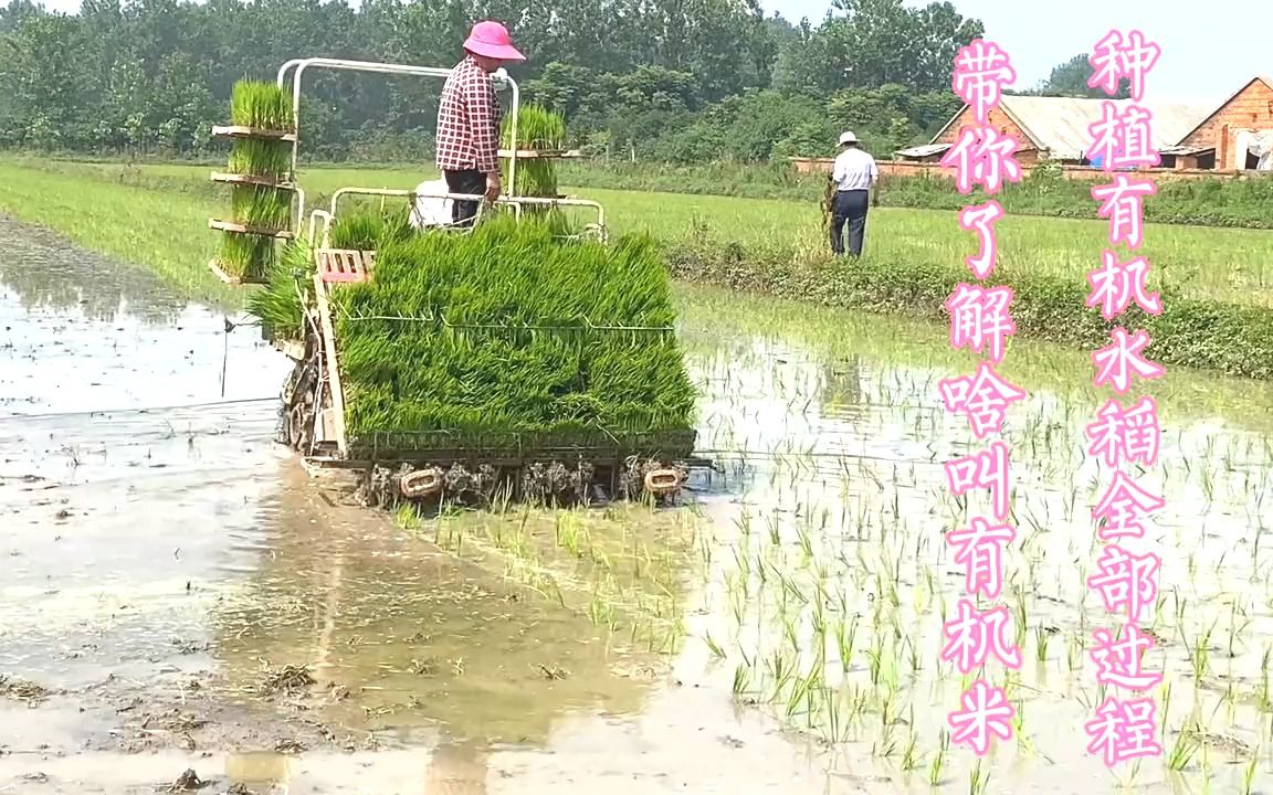 你知道有机大米是怎样来的吗?带你看种植生态有机水稻全过程