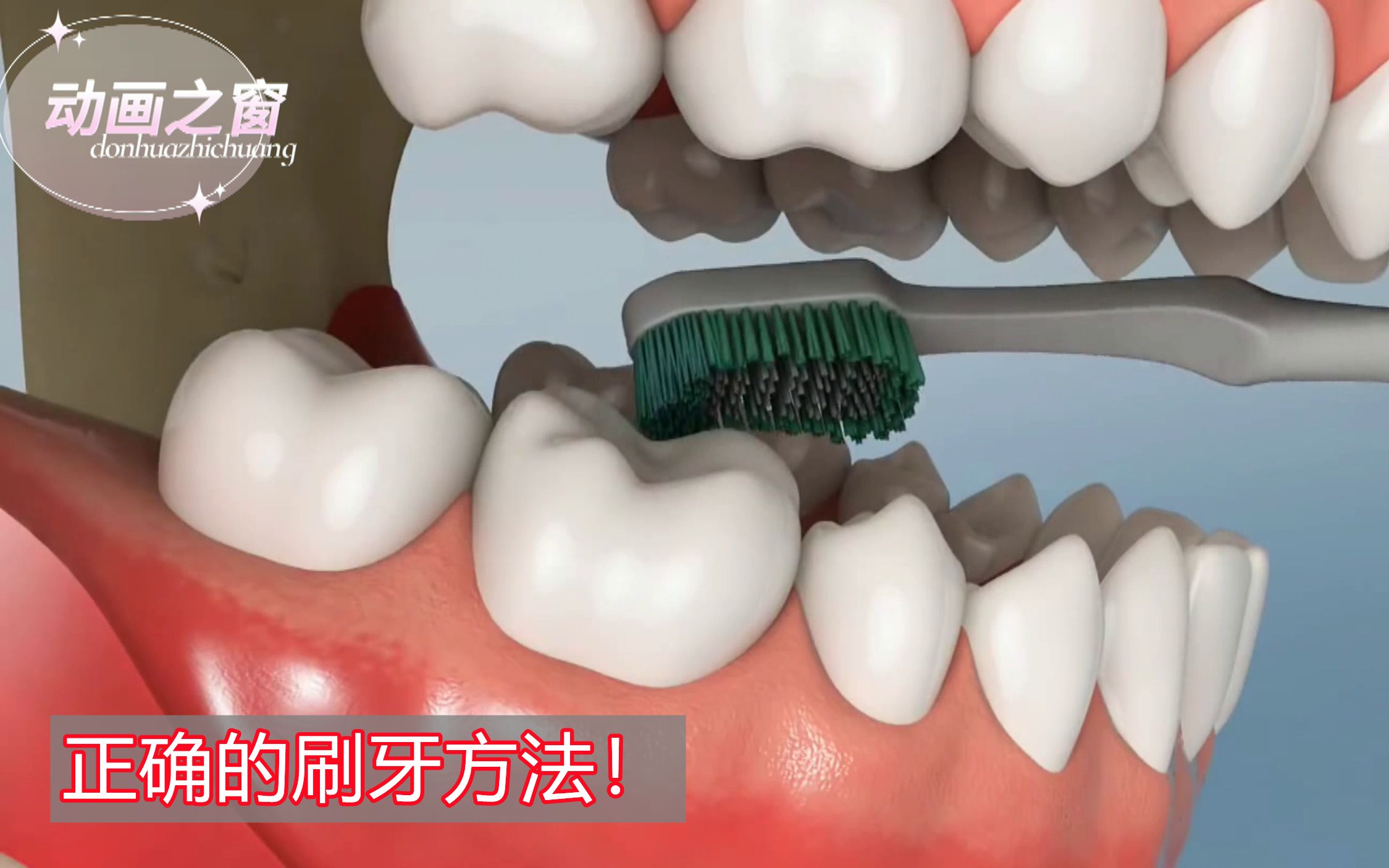 动画演示——正确的刷牙方法!(横版)