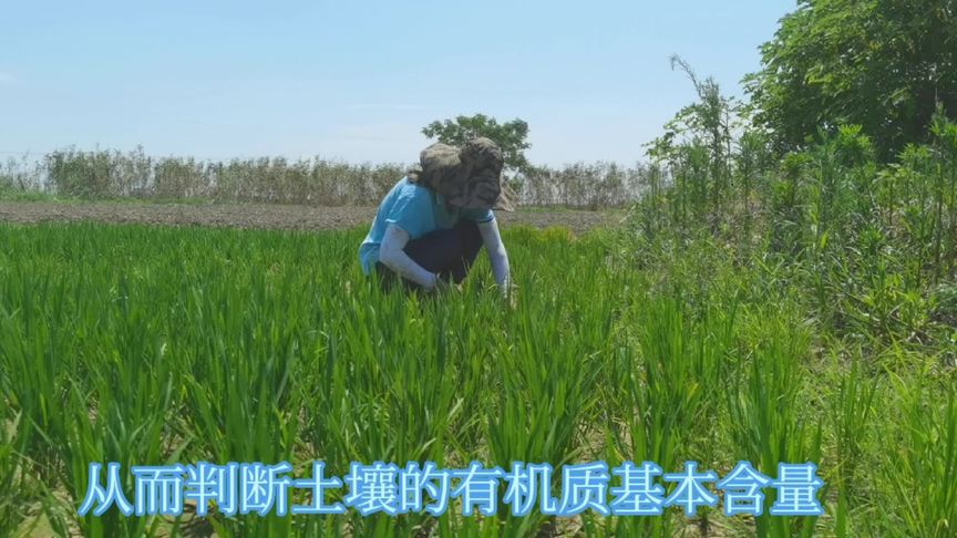 水稻田里有很多水花生#苜荺自然农法 #农业种植 #健康科普
