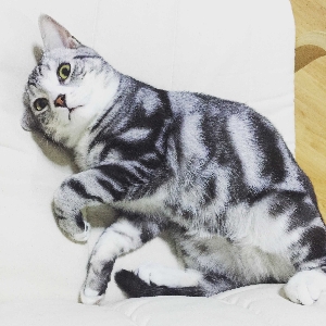 今天想吃饼 