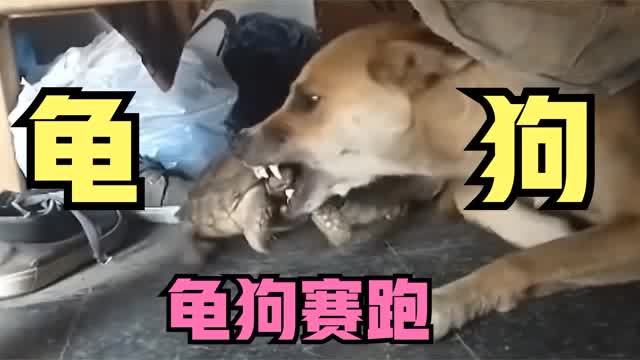 一只模仿乌龟走路的狗搞笑配音小闫爆笑动物搞笑动物配音