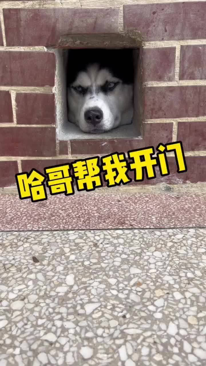 出门忘记带钥匙了,看我如何让哈哥帮我开门