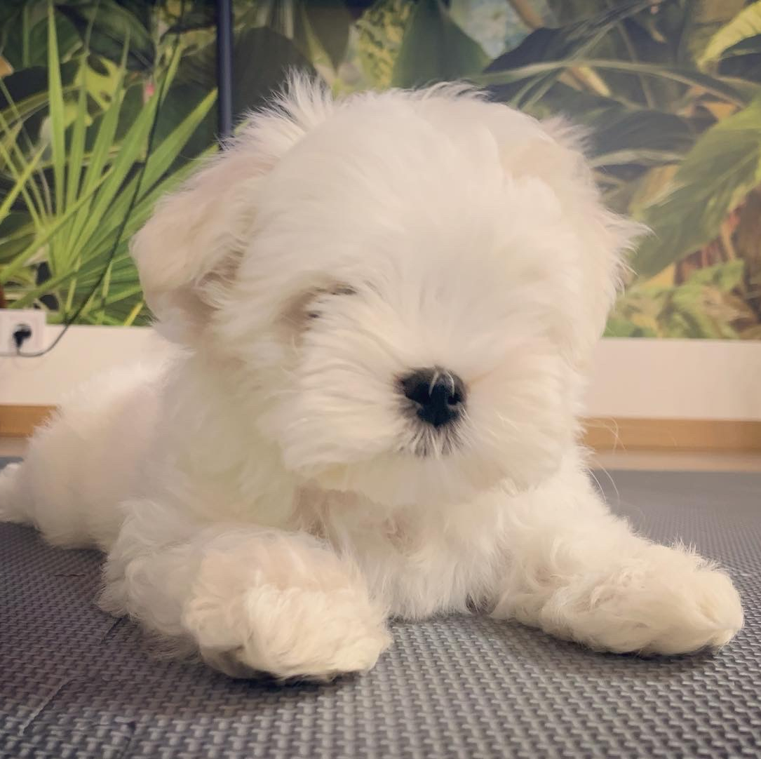 XANTI珊瑅YUMI优米 