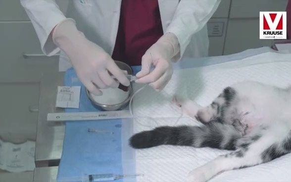 猫导尿操作技术