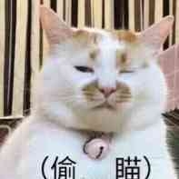 只玩FF和派派的兽兽 