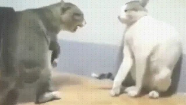 动物总动员:不怕你不笑就怕你不看